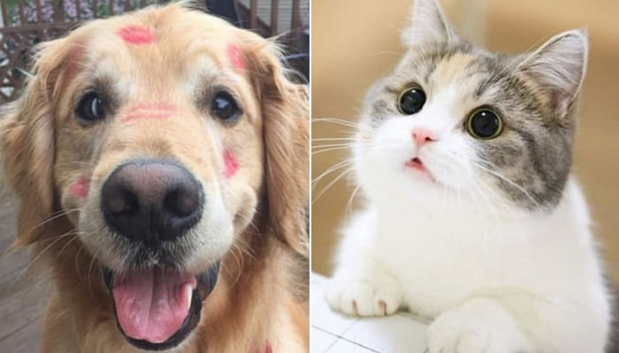 강아지 키우는 사람보다 고양이 키우는 사람이 Iq 더 높다는 흥미로운 결과가 나왔다