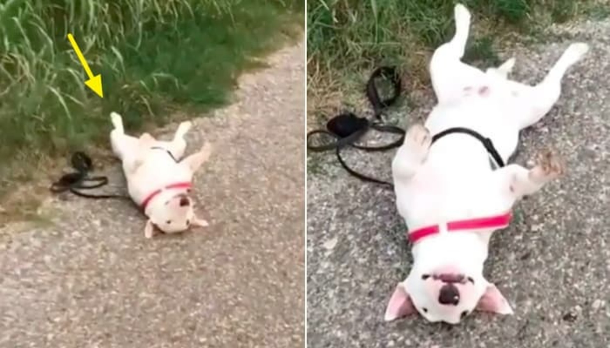 집사 따라 산책 나왔다가 더는 걷지 못하겠다며 길가에서 발라당 뒤집어 누운 강아지