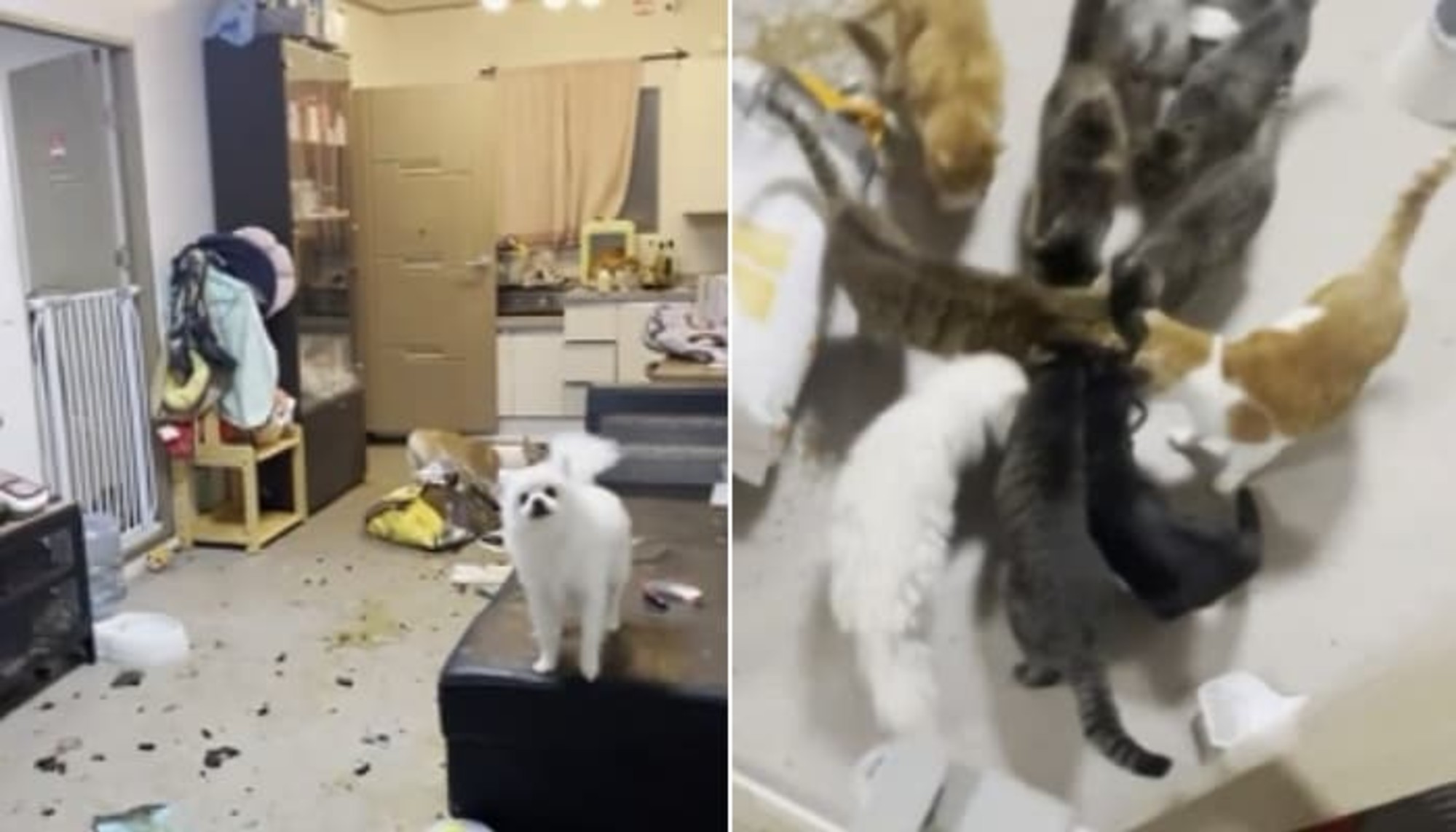 '돈 100만원' 받고 반려동물 맡아주던 펫숍 운영자 잠적…강아지와 고양이 사체 무더기로 발견