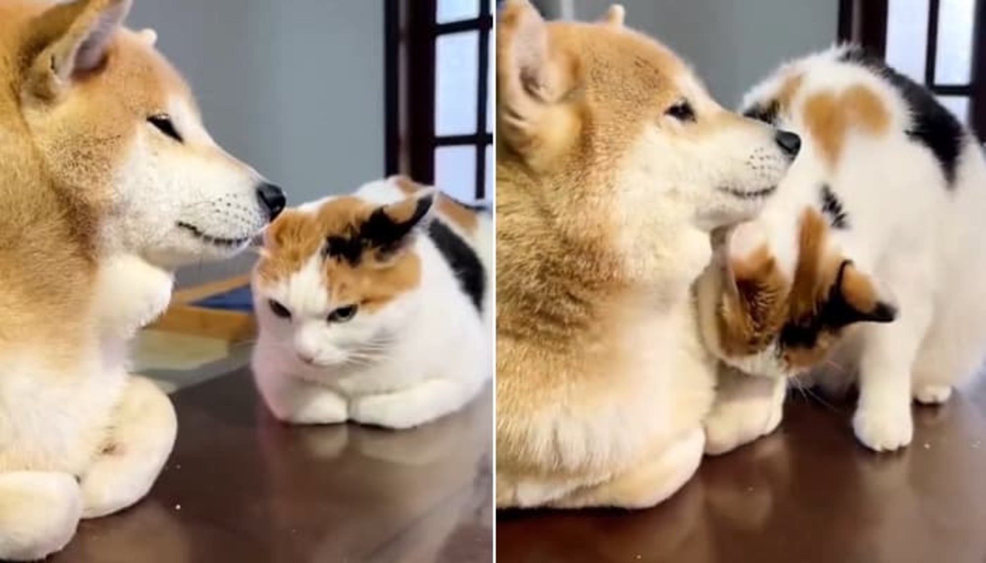 자기 보는 앞에서 식빵 굽는 강아지 모습 본 고양이는 놀리려고 그런 줄 알고 '이렇게' 했다