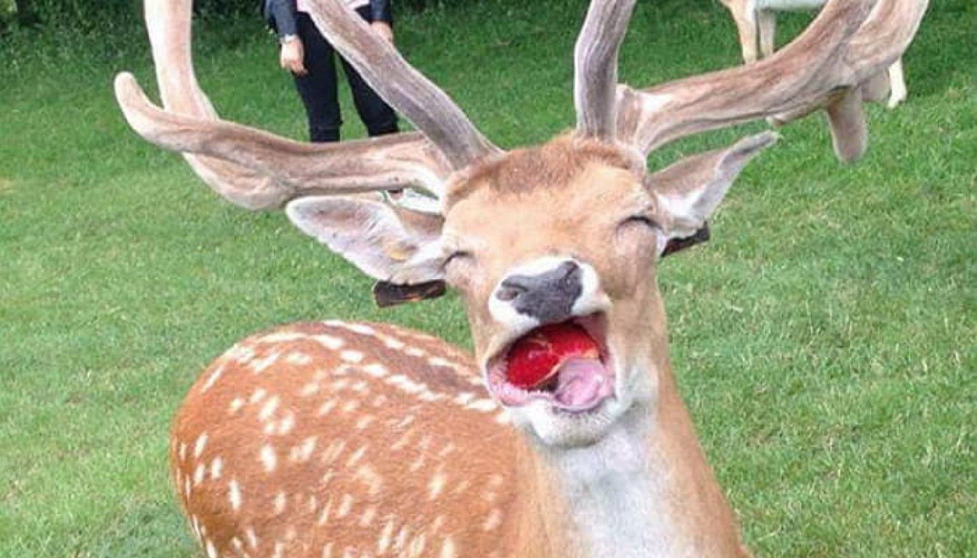 공원에서 처음 본 야생 사슴에게 사과 한 조각 내밀어 줬다가 잠시후 보게된 놀라운 표정