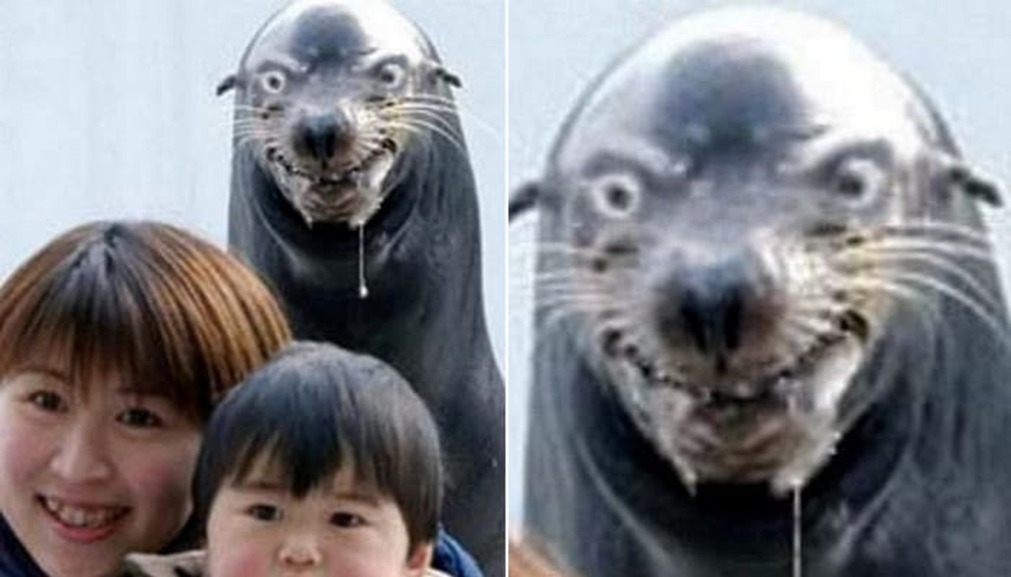 "동물원서 귀여운 물개 만나 남편한테 자랑하려고 카톡보냈는데 사진보고 소름 돋았데요"