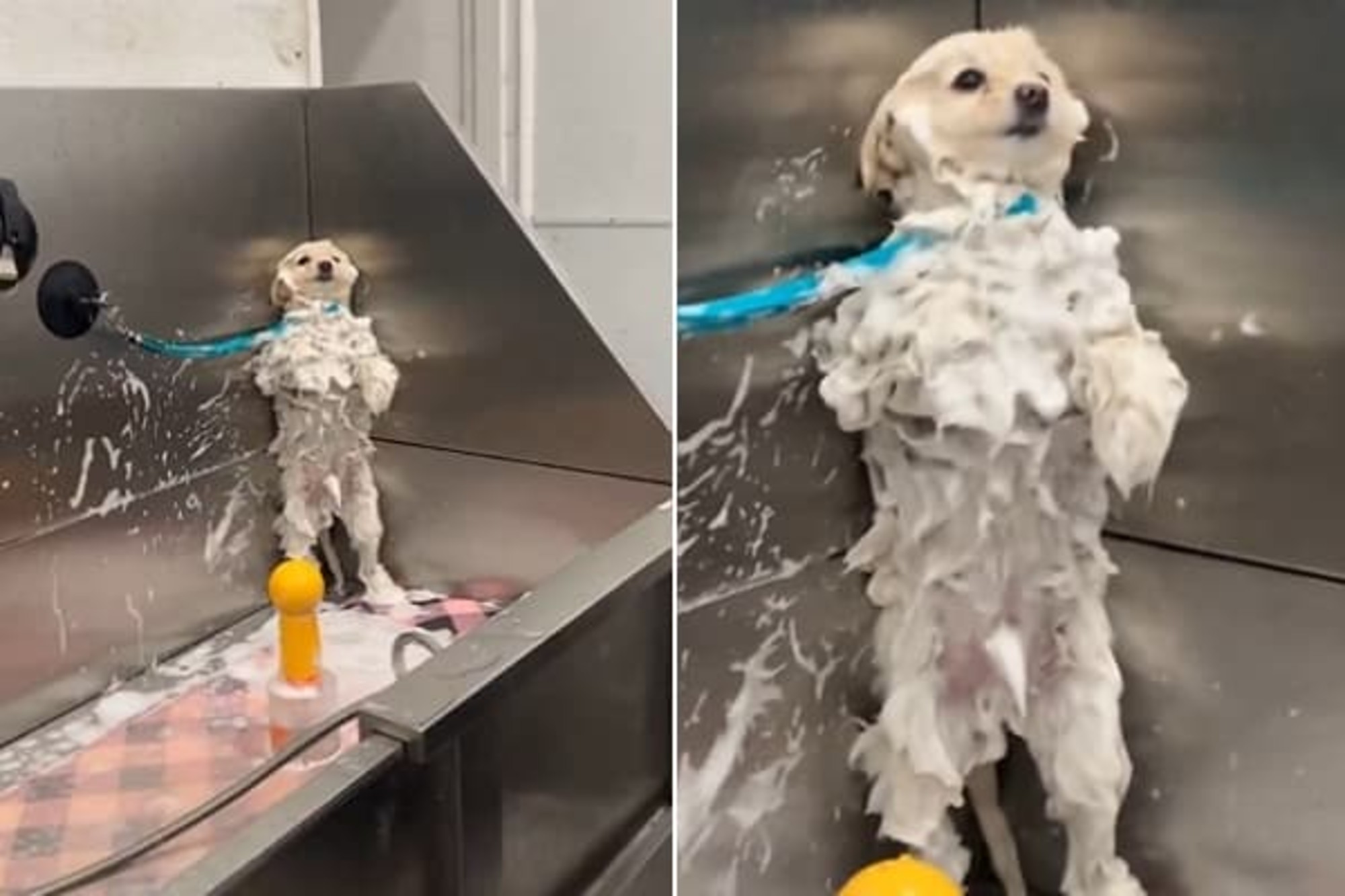 샴푸 도중 한쪽 구석에서 두 발로 일어서더니 온몸 굳어진 것처럼 안 움직이는 강아지