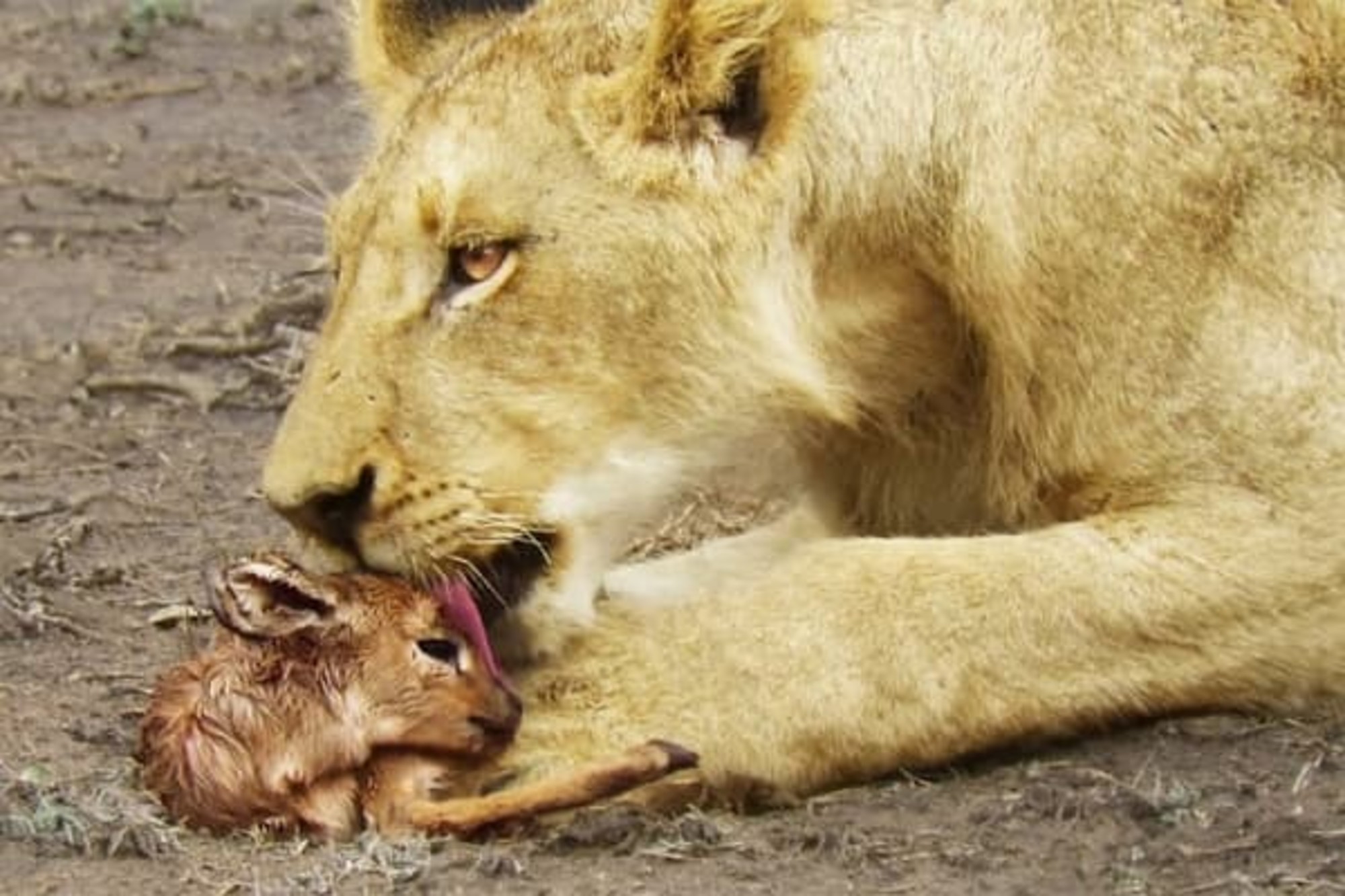 야생의 법칙이 보여준 잔혹한 현실…크루거 국립공원에서 포착된 충격 순간