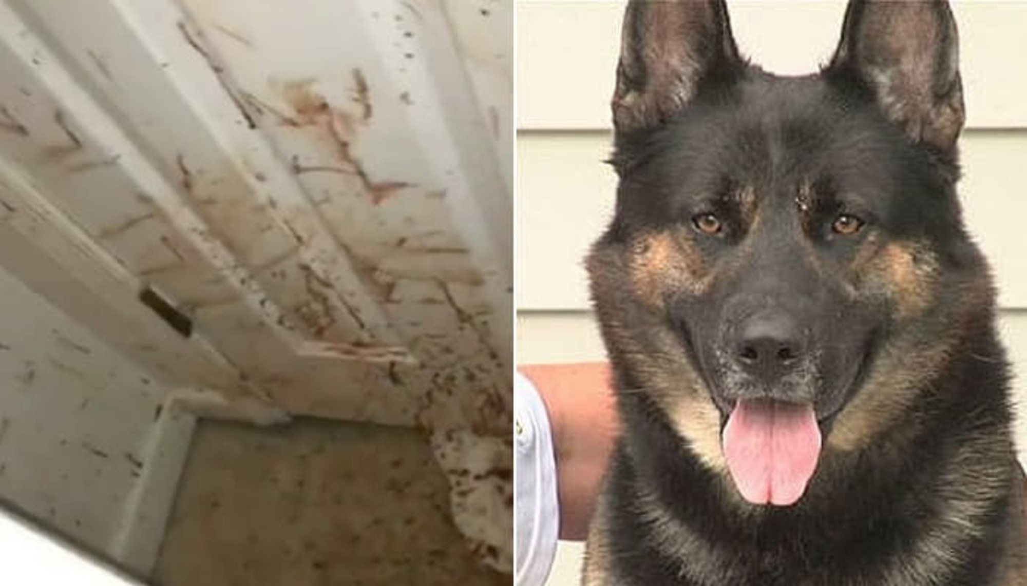 휴가 갔다가 돌아와보니 피범벅된 집안…강아지 보고 알게 된 충격적인 진실